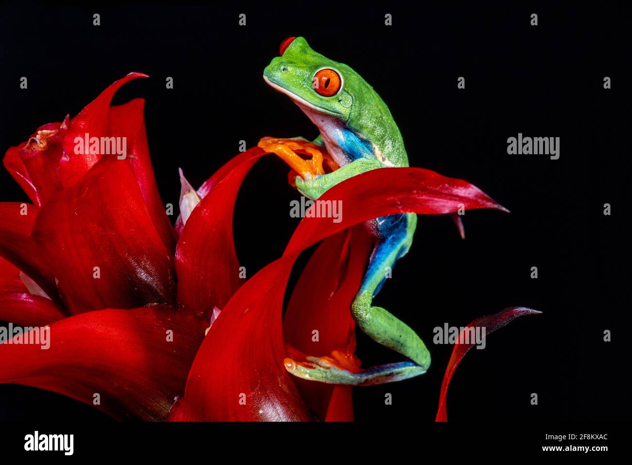 A Red-eyed Leaf Frog, Agalychnis callidryas, on a red bromeliad ...