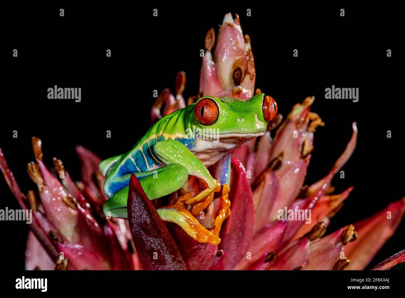 A Red-eyed Leaf Frog, Agalychnis callidryas, on a pink bromeliad ...