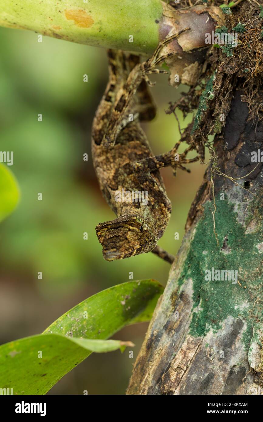 A Big-headed Anole, Anolis capito, on a tree branch in the rainforest ...
