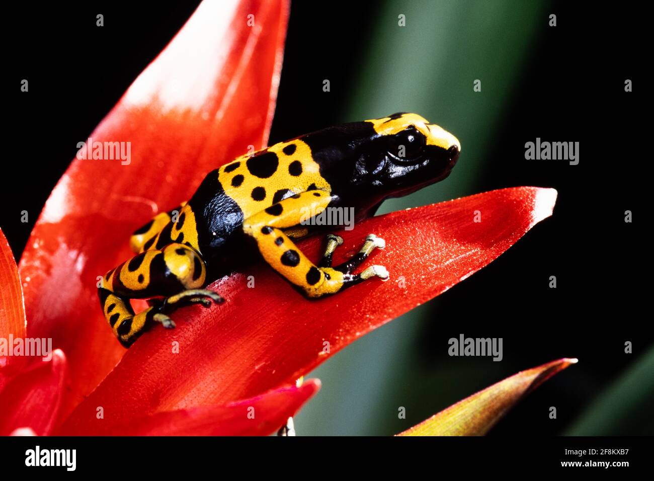 Yellow headed poison dart frog hi-res stock photography and images - Alamy