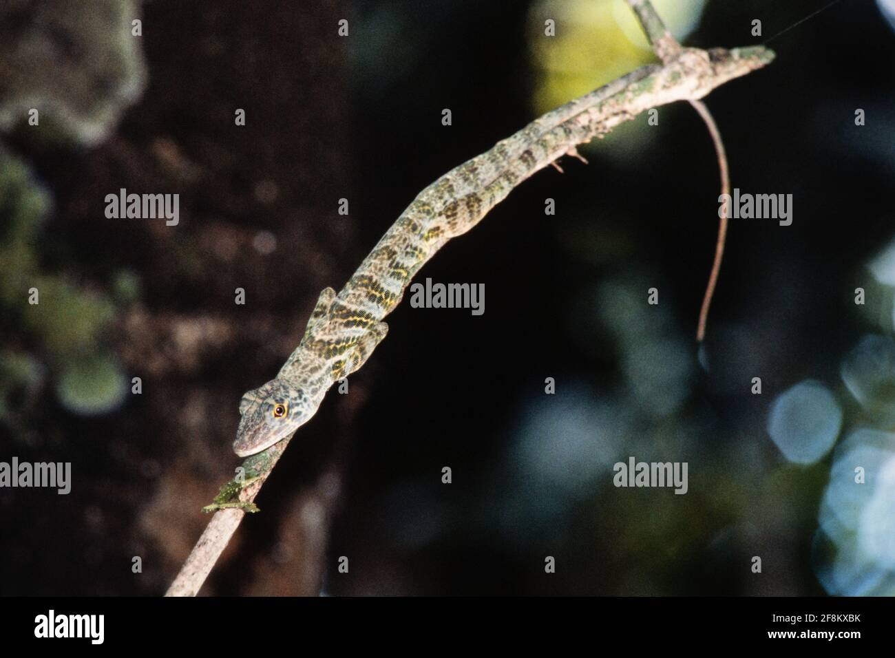 The large Bridled Anole, Anolis frenatus, on a slender branch in the ...