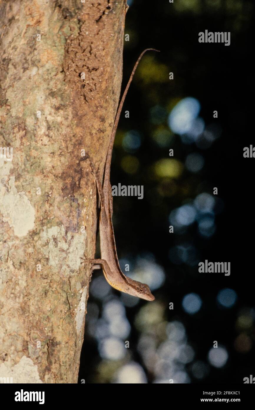 A male Tropical Anole, Anolis, gaigei on a tree trunk on Barro Colorado ...