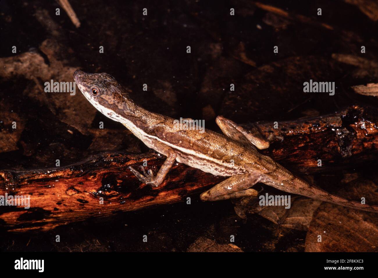 Aka sharp crested anole hi-res stock photography and images - Alamy