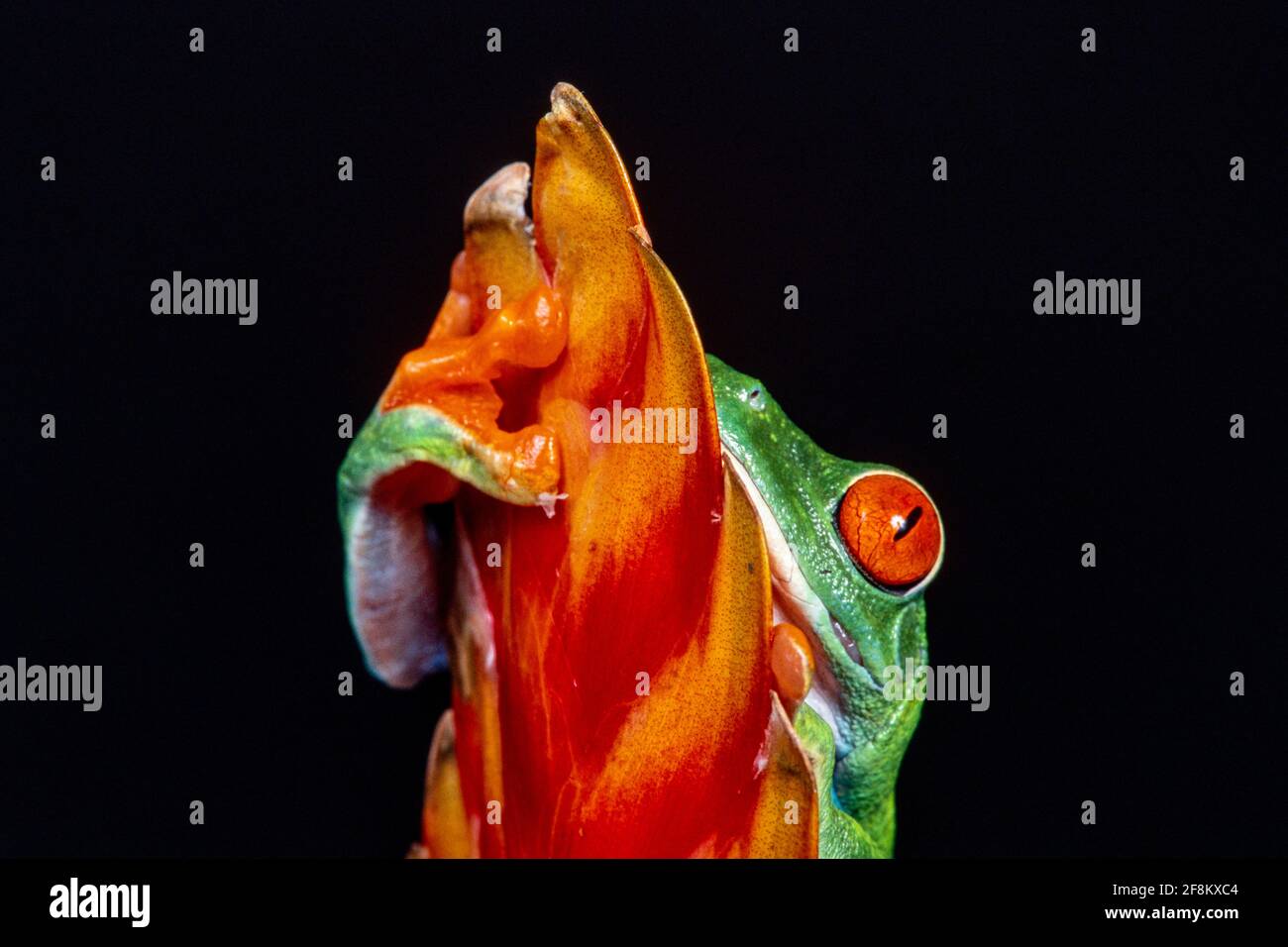 Frog sleeping on a leaf hi-res stock photography and images - Alamy