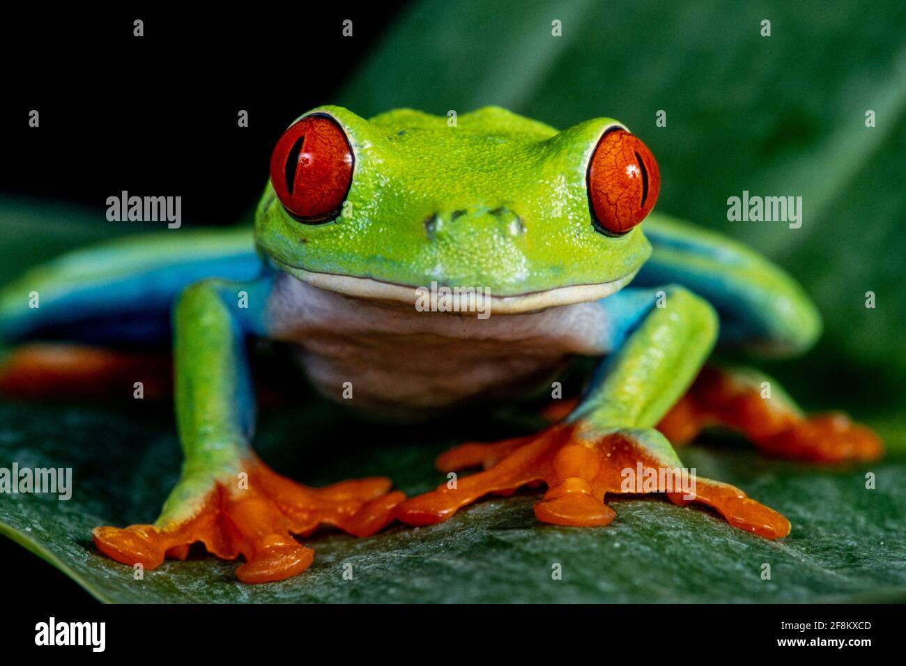 A Red-eyed Leaf Frog, Agalychnis callidryas, on a leaf. These frogs are ...