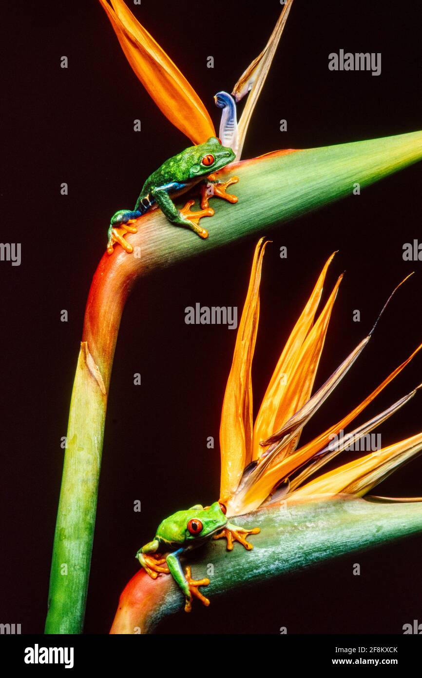 A male and a female Red-eyed Leaf Frog, Agalychnis callidryas, on Bird ...