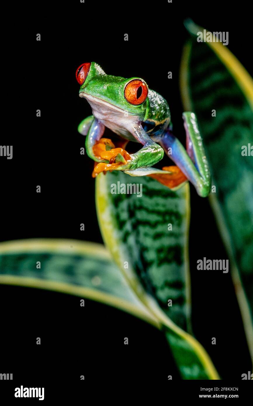 Red eyed tree frog insect hi-res stock photography and images - Alamy