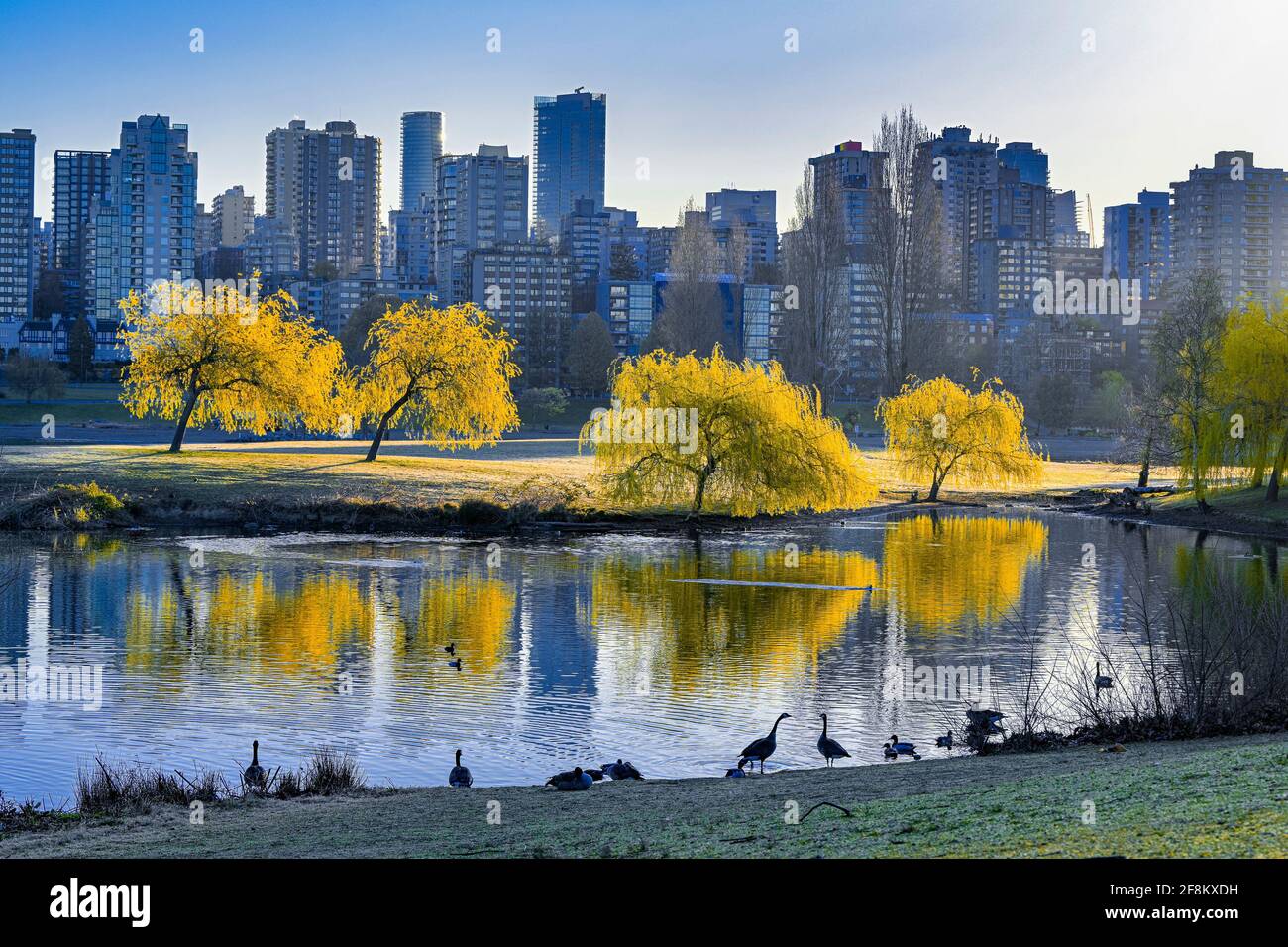 Pond and willow trees, Vanier Park, Vancouver, British Columbia, Canada ...