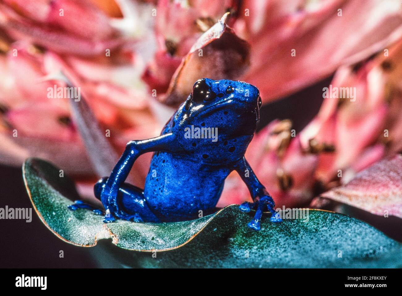 Pink Poisonous Frogs