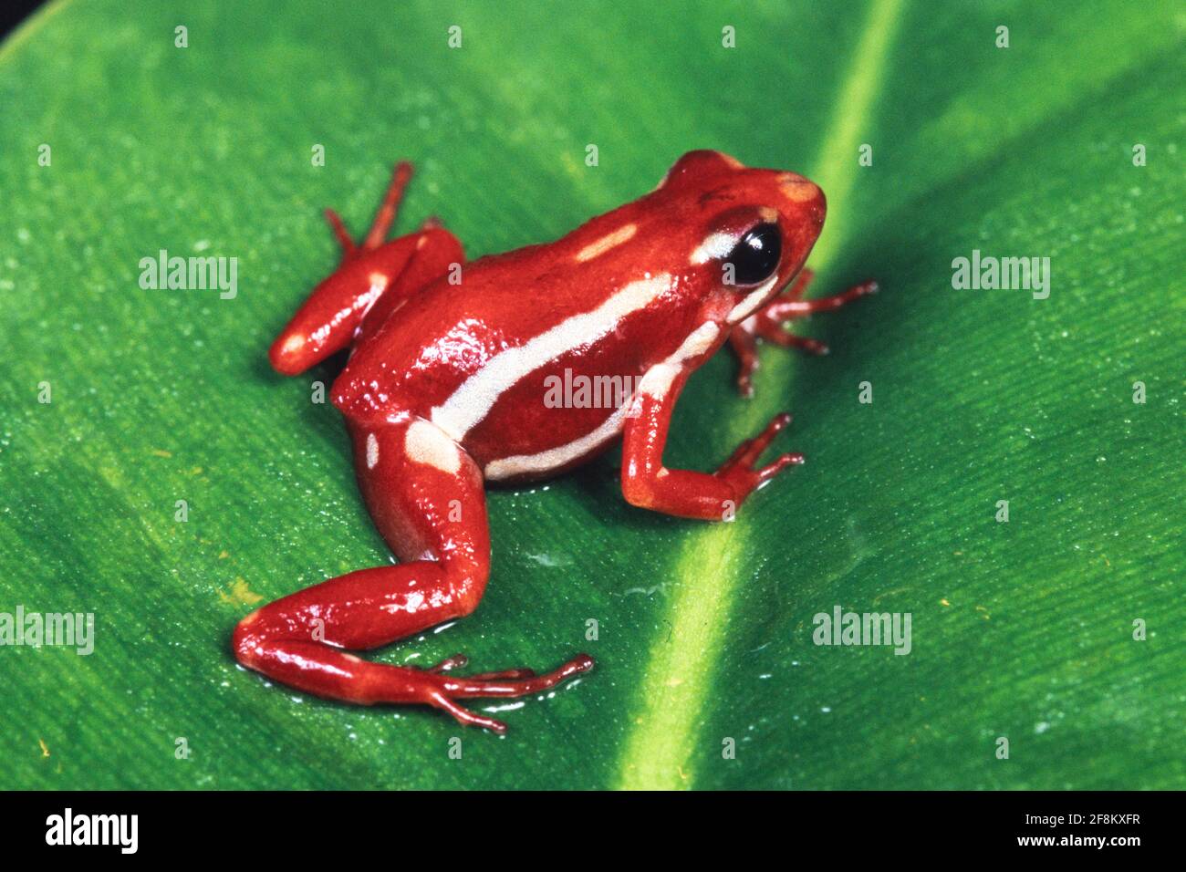 Aka phantasmal poison arrow frog hi-res stock photography and images ...