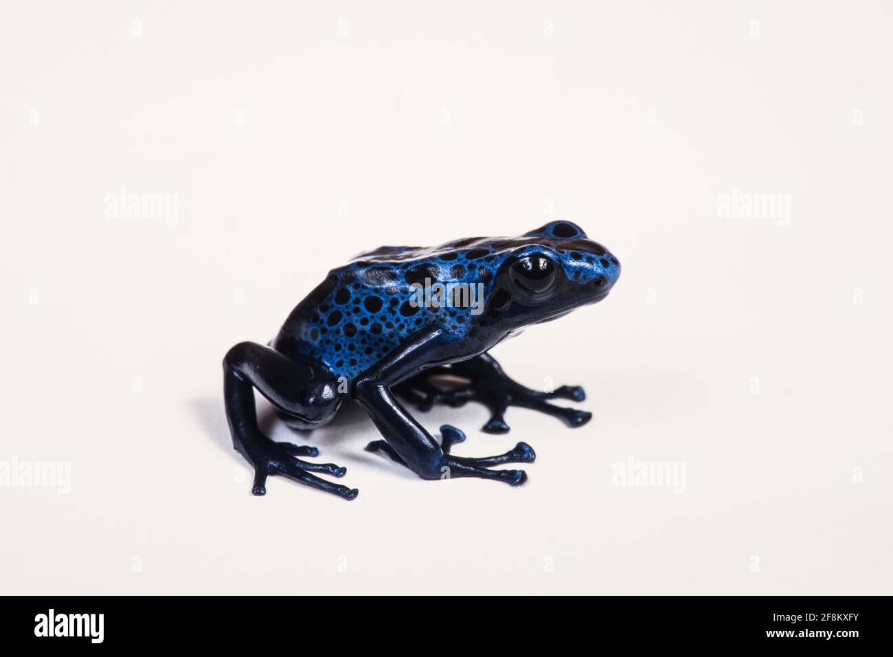 A Blue Poison Frog, Dendrobates tinctorius azureus, formerly ...