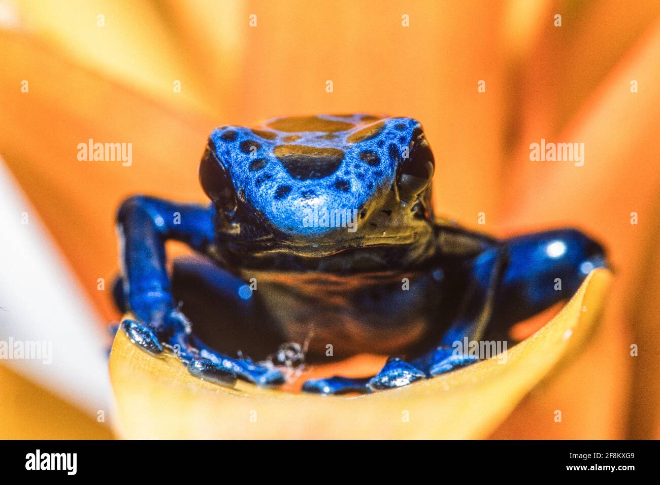 A Blue Poison Frog, Dendrobates tinctorius azureus, formerly ...