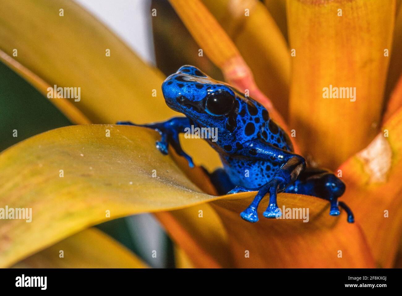 A Blue Poison Frog, Dendrobates tinctorius azureus, formerly ...