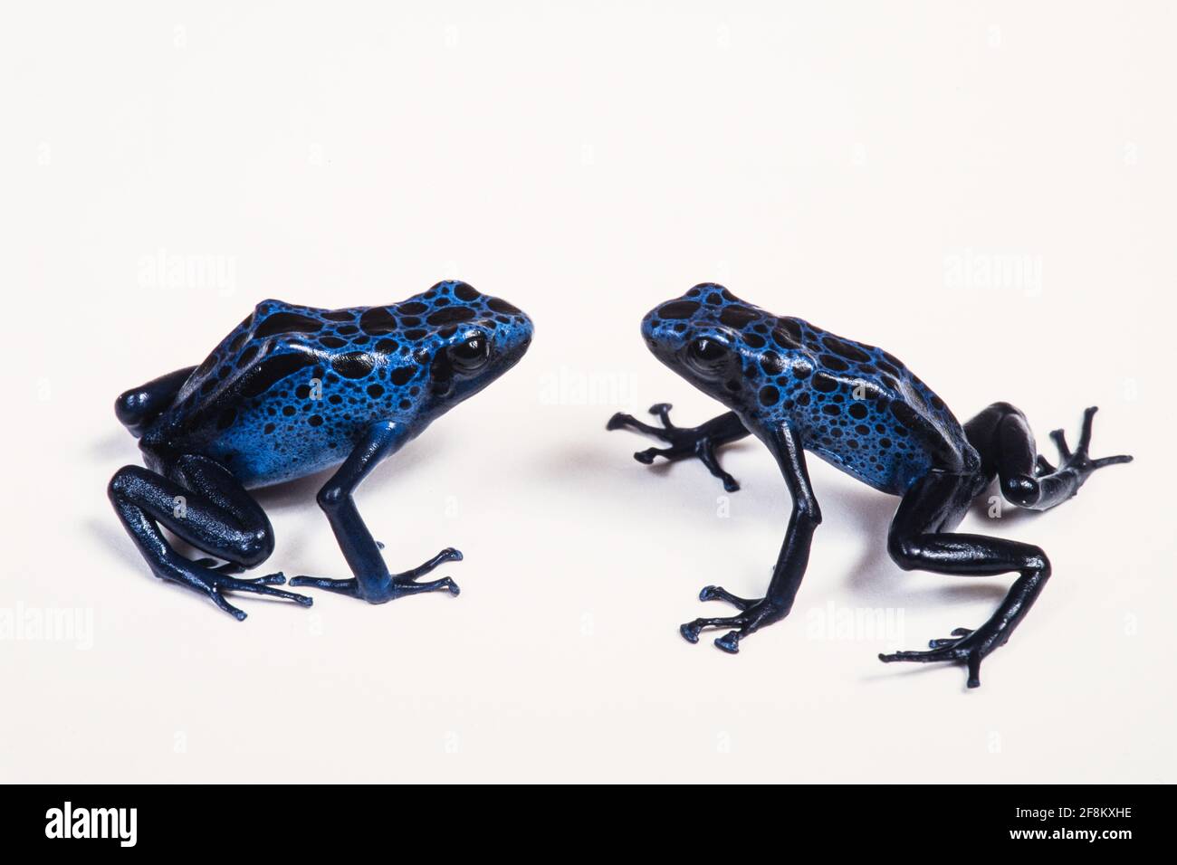 Dendrobates Azureus Size Green And Black Poison Dart Frogs