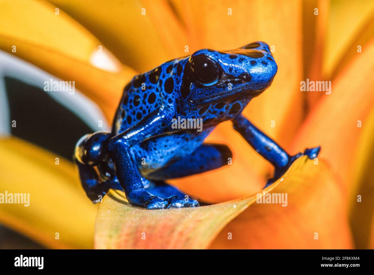 A Blue Poison Frog, Dendrobates tinctorius azureus, formerly ...