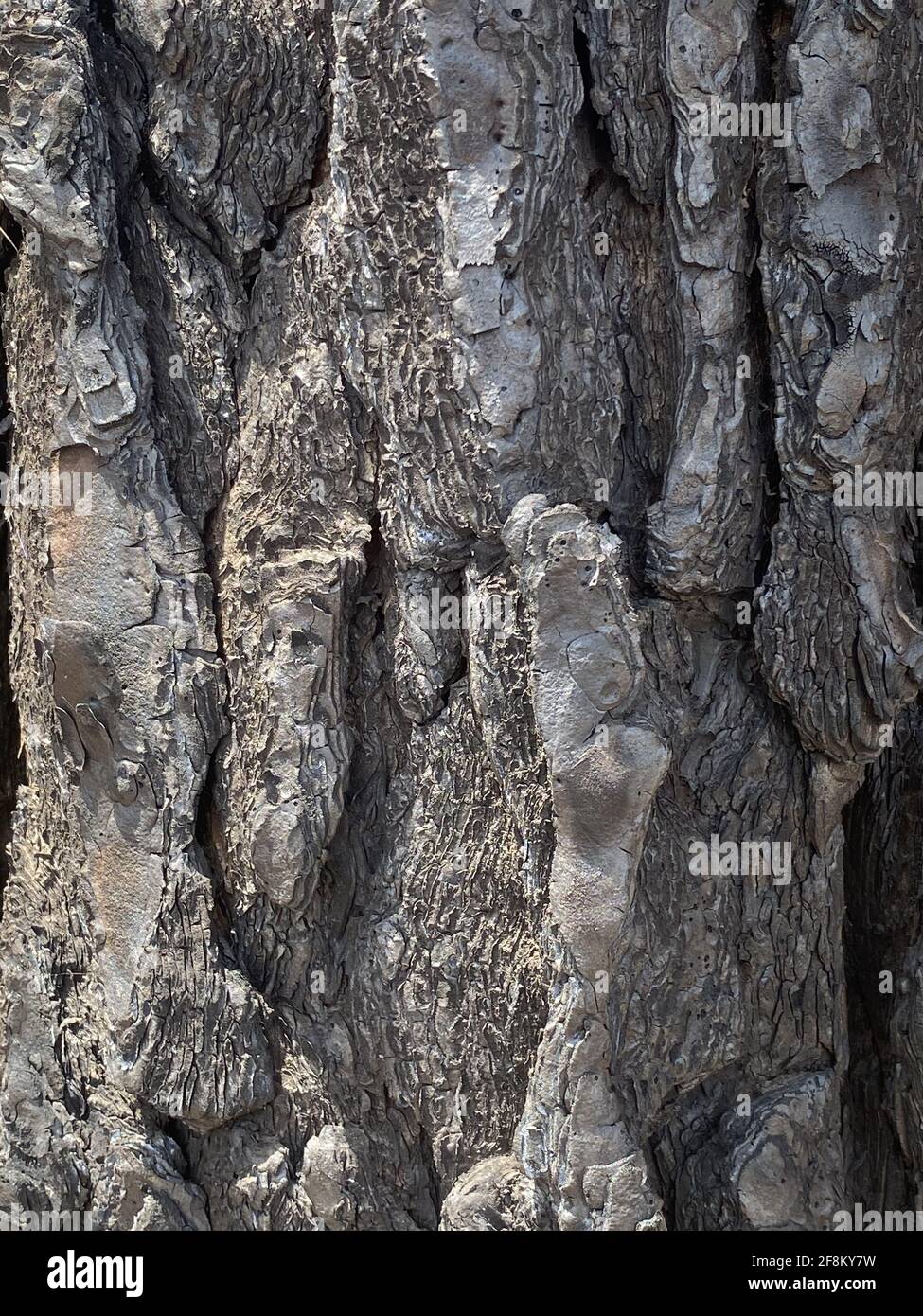 Aged tree trunk with dry bark on the daytime Stock Photo - Alamy