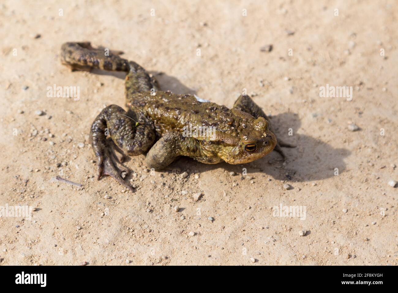 Ground toads hi-res stock photography and images - Alamy