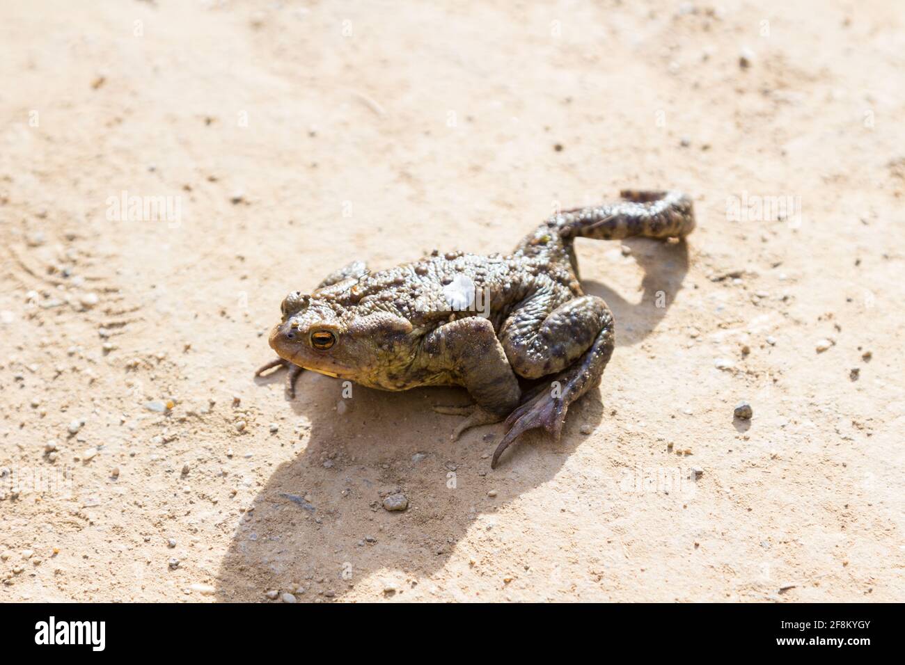 Ground toads hi-res stock photography and images - Alamy
