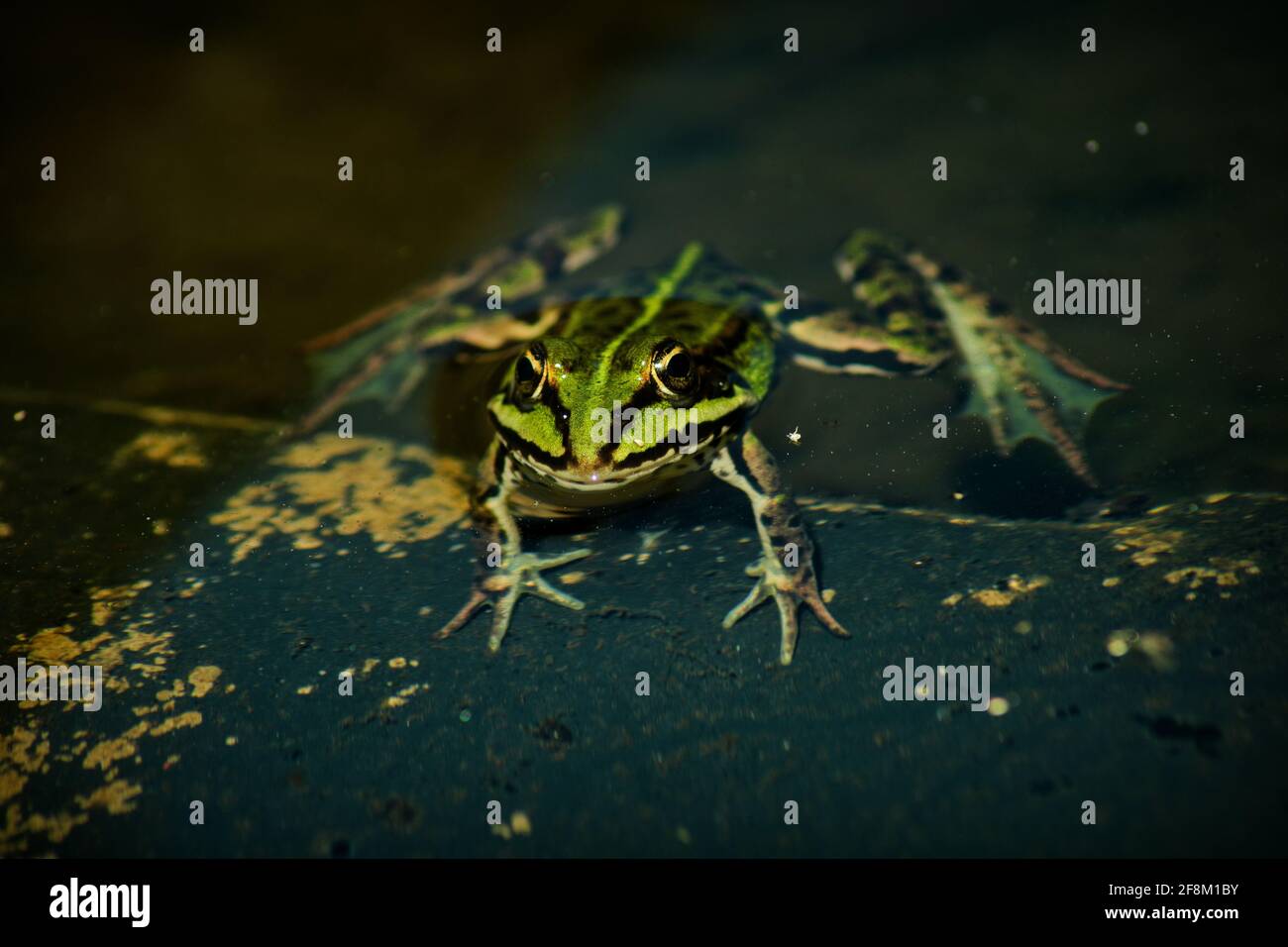 Patterned frog hi-res stock photography and images - Alamy