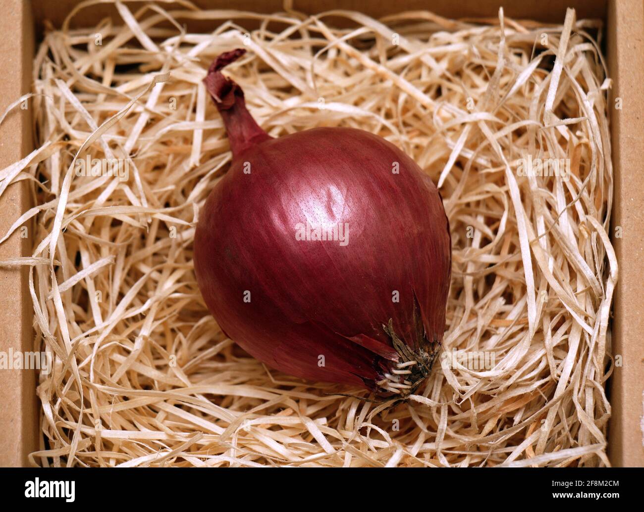Raw red onion vegetable inside box on paper Stock Photo - Alamy