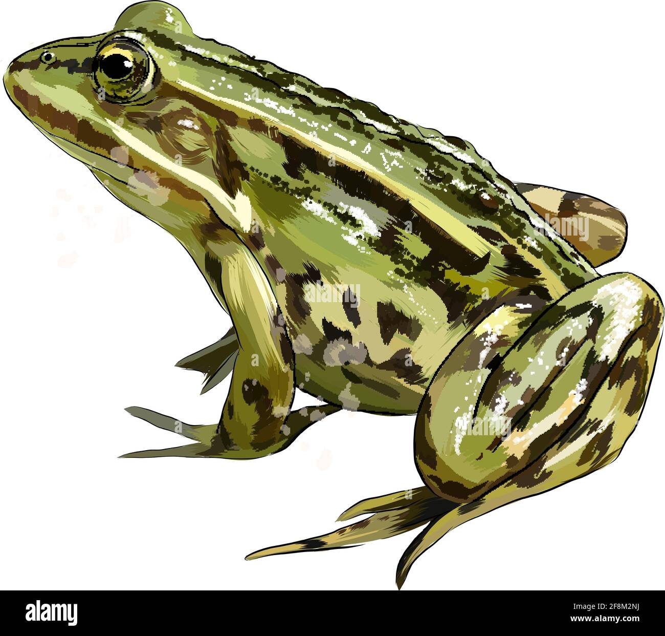Realistic Frog Drawing Page 2 | Realistic Frog Drawings Vectors