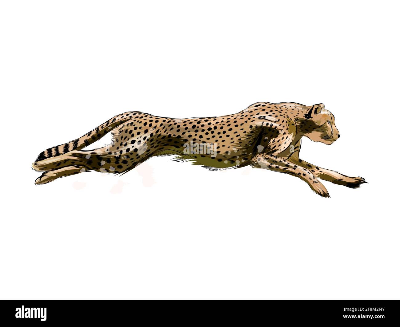 Leopard Running Drawing