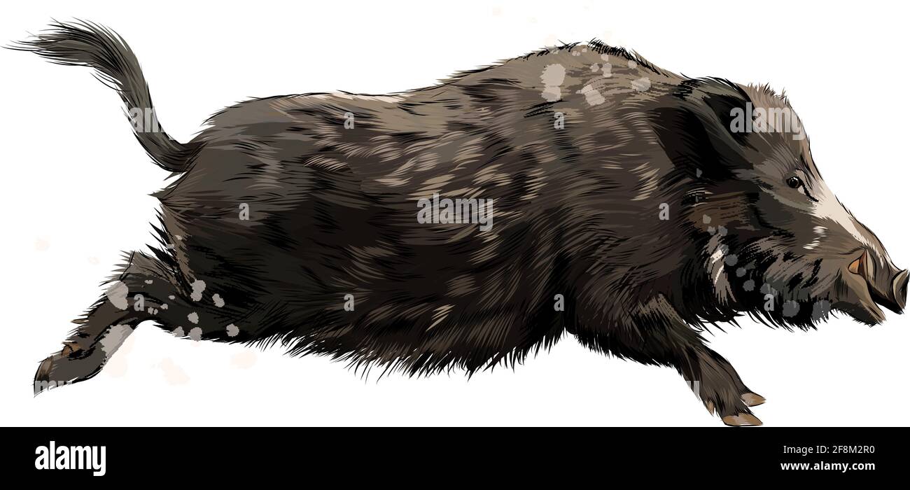 Boar from a splash of watercolor, colored drawing, realistic. Vector ...