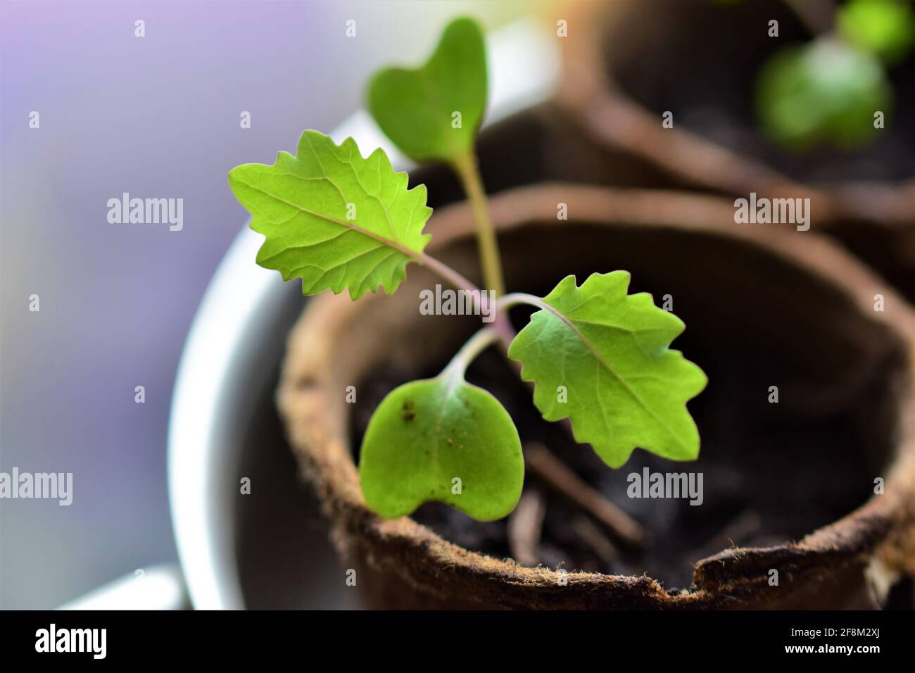 Cappage hi-res stock photography and images - Alamy