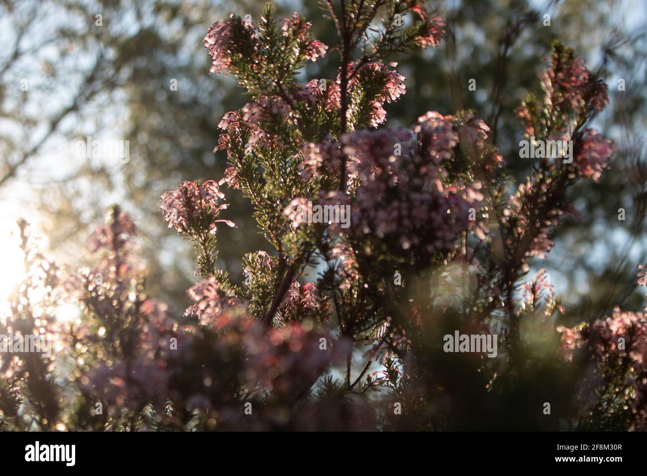 Little pink flowers with back light in golden hour Stock Photo - Alamy
