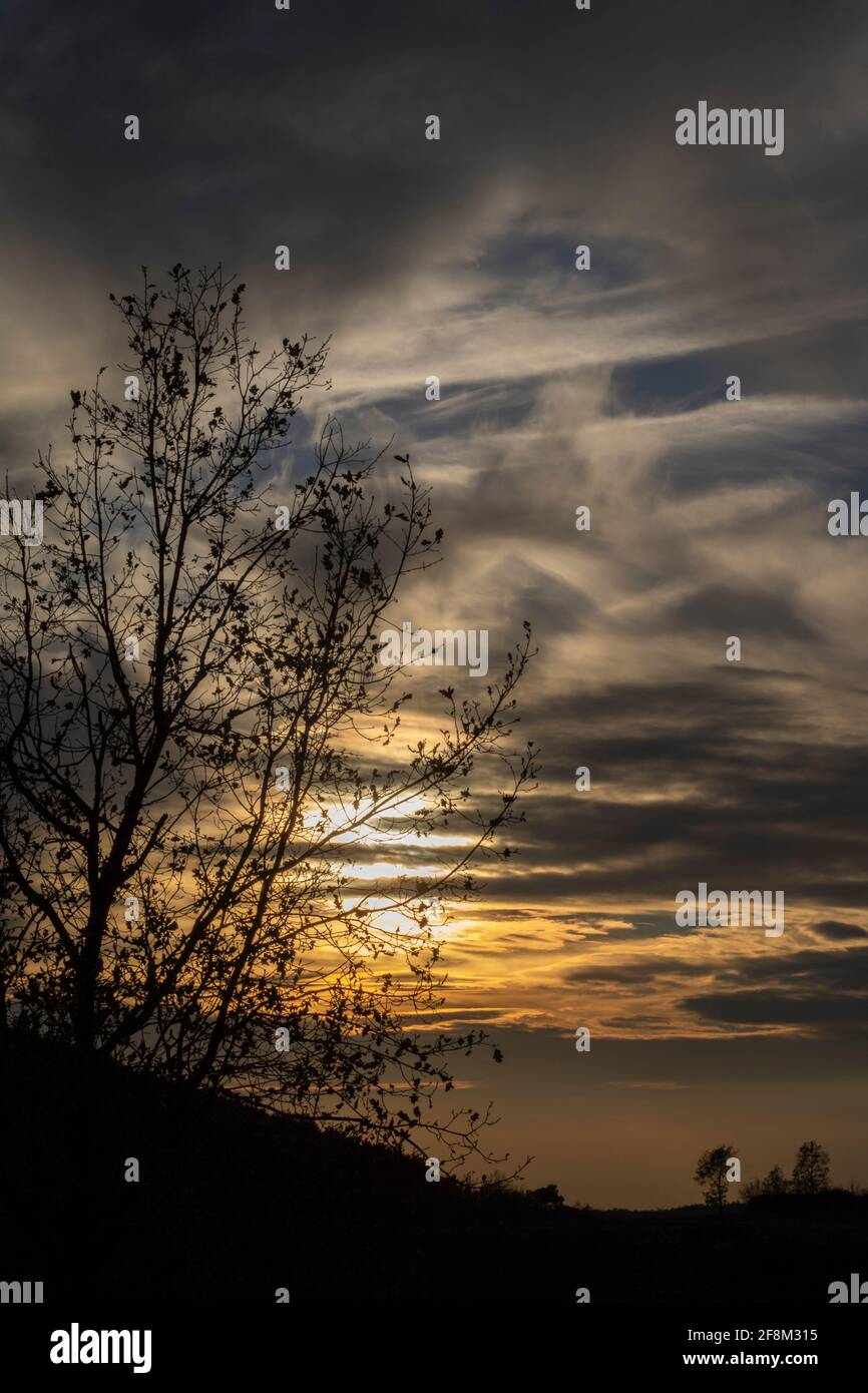 Trees silhouette under sunset hi-res stock photography and images - Alamy