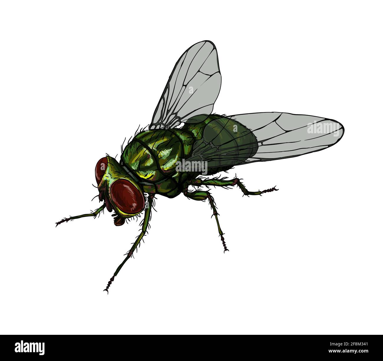 House Fly Drawing