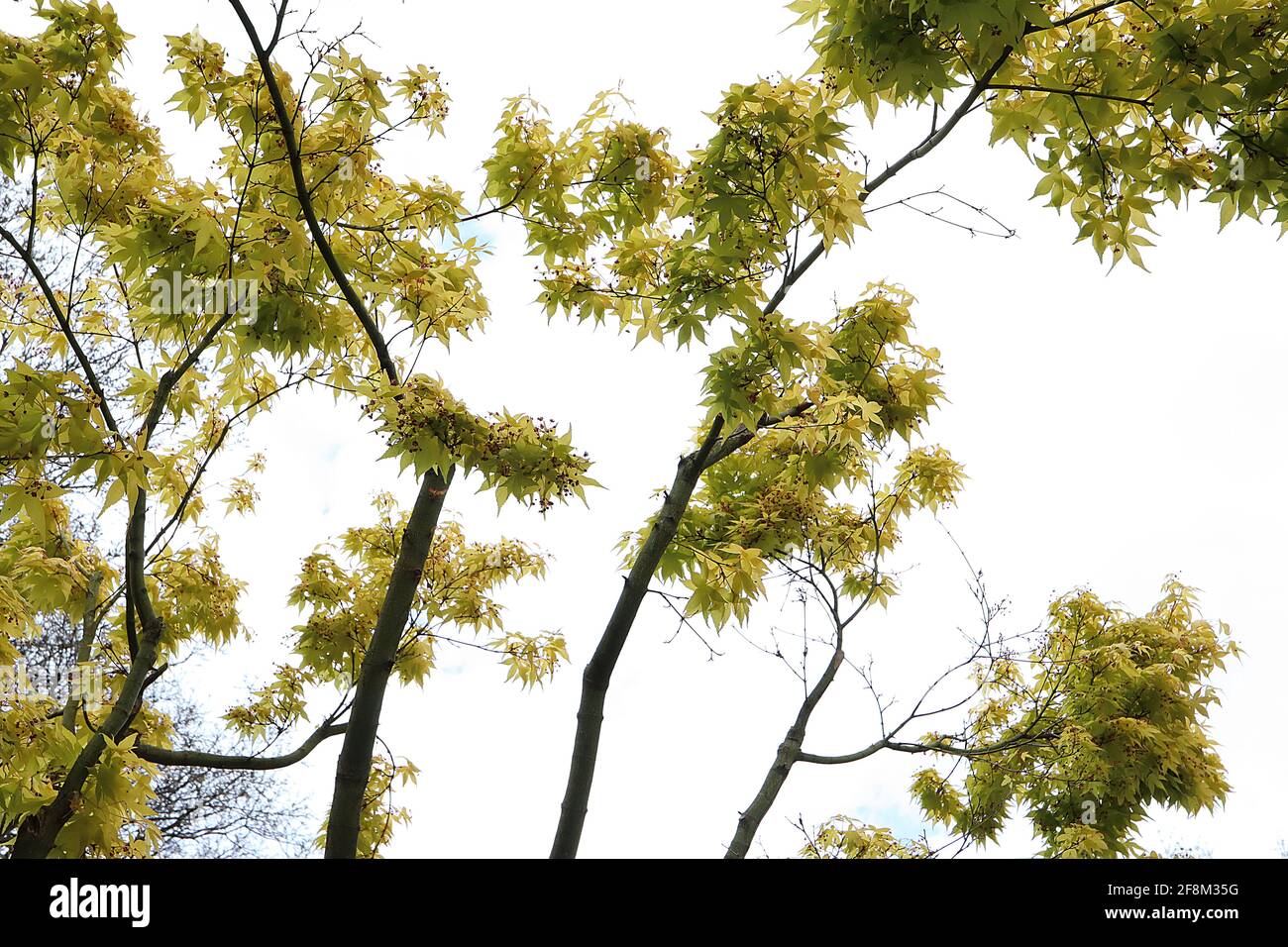 Acer palmatum ‘Bell Green’ Japanese maple Bell Green – yellow green ...