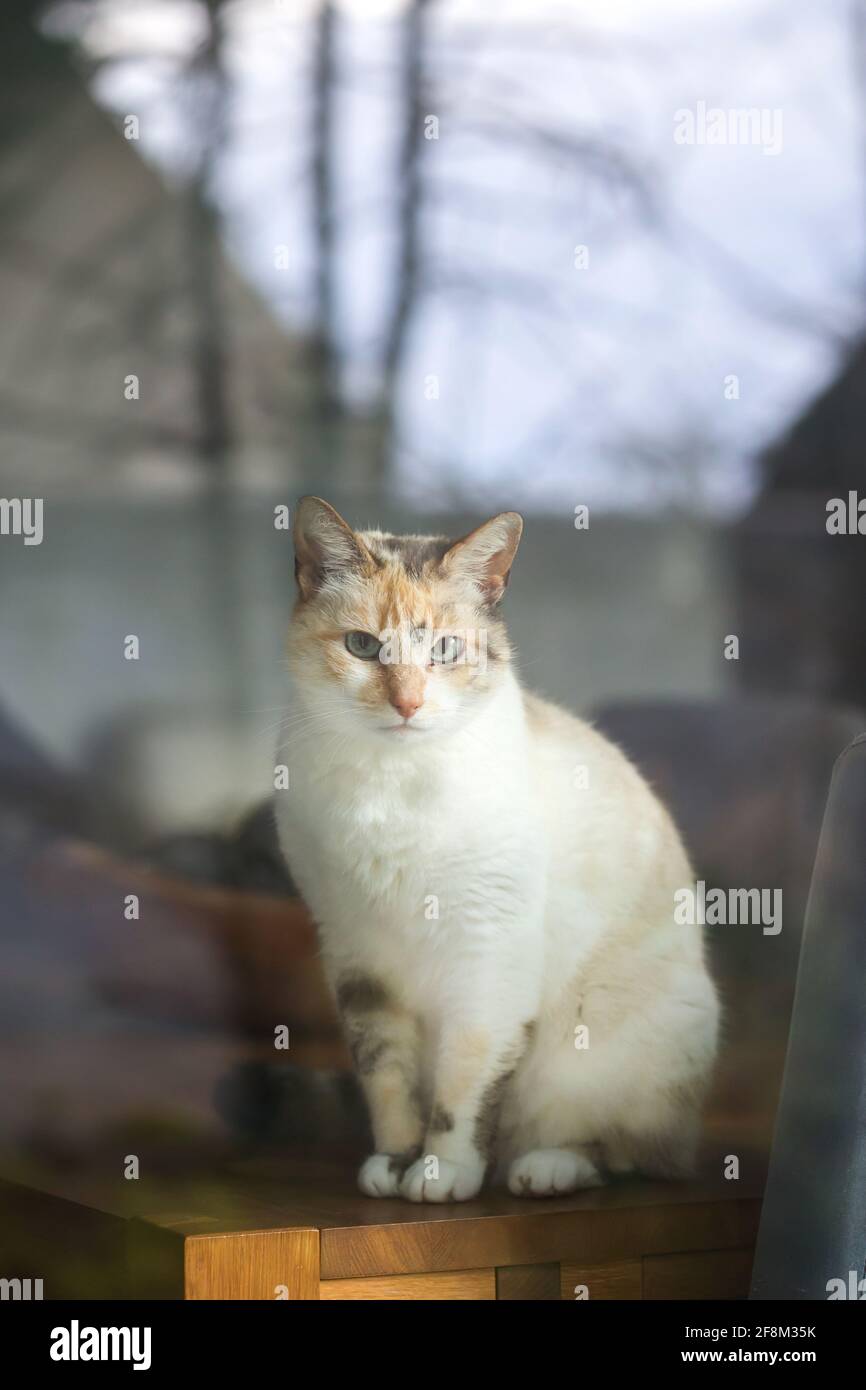 Close up portrait of the cat behind the windows Stock Photo - Alamy
