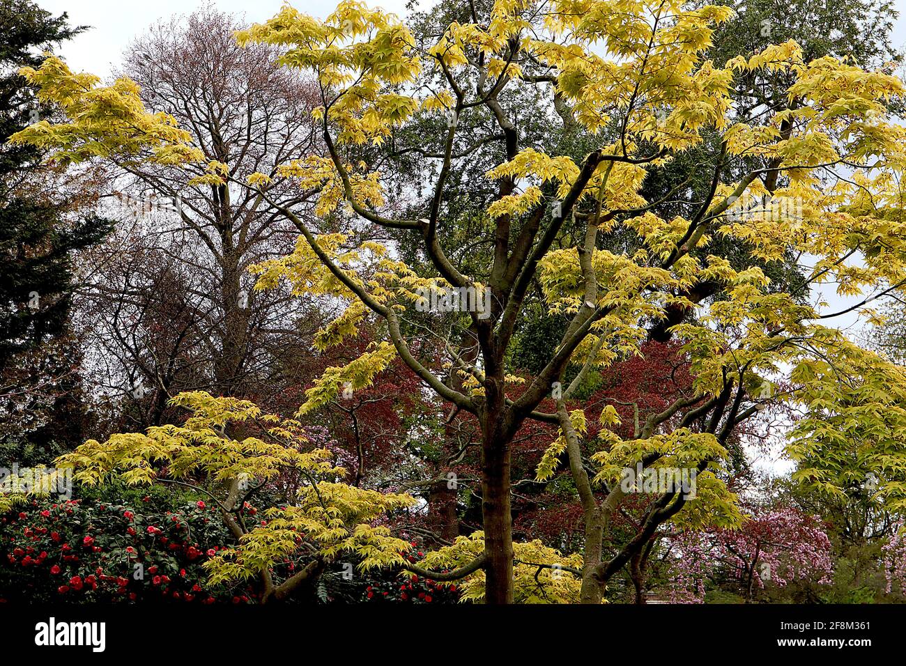 Acer palmatum ‘Bell Green’ Japanese maple Bell Green – yellow green ...