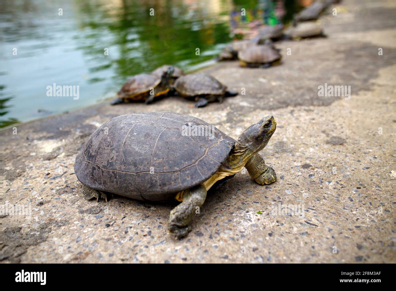 Little turtles hi-res stock photography and images - Alamy