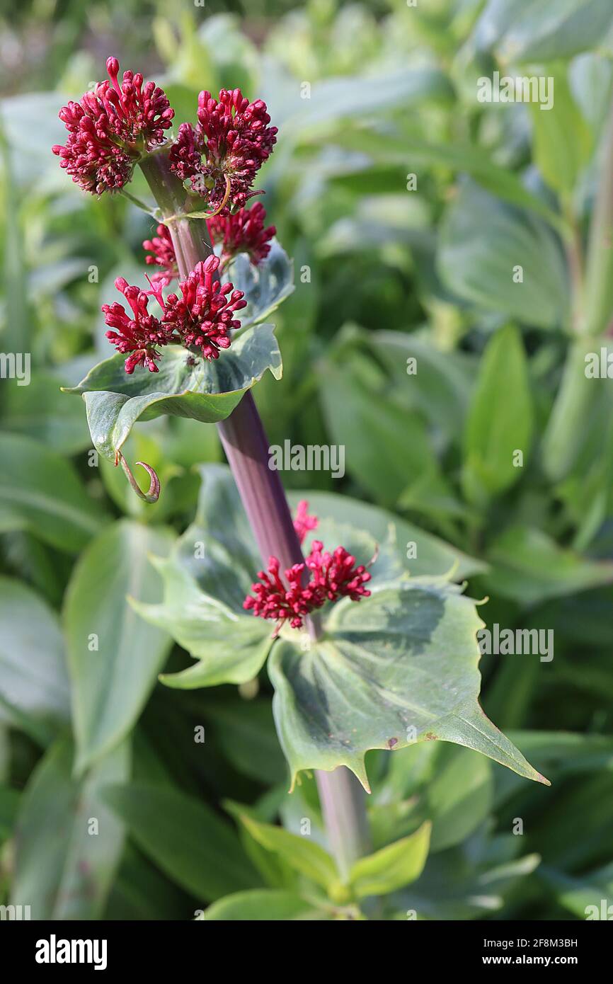 Red flower clusters hi-res stock photography and images - Alamy