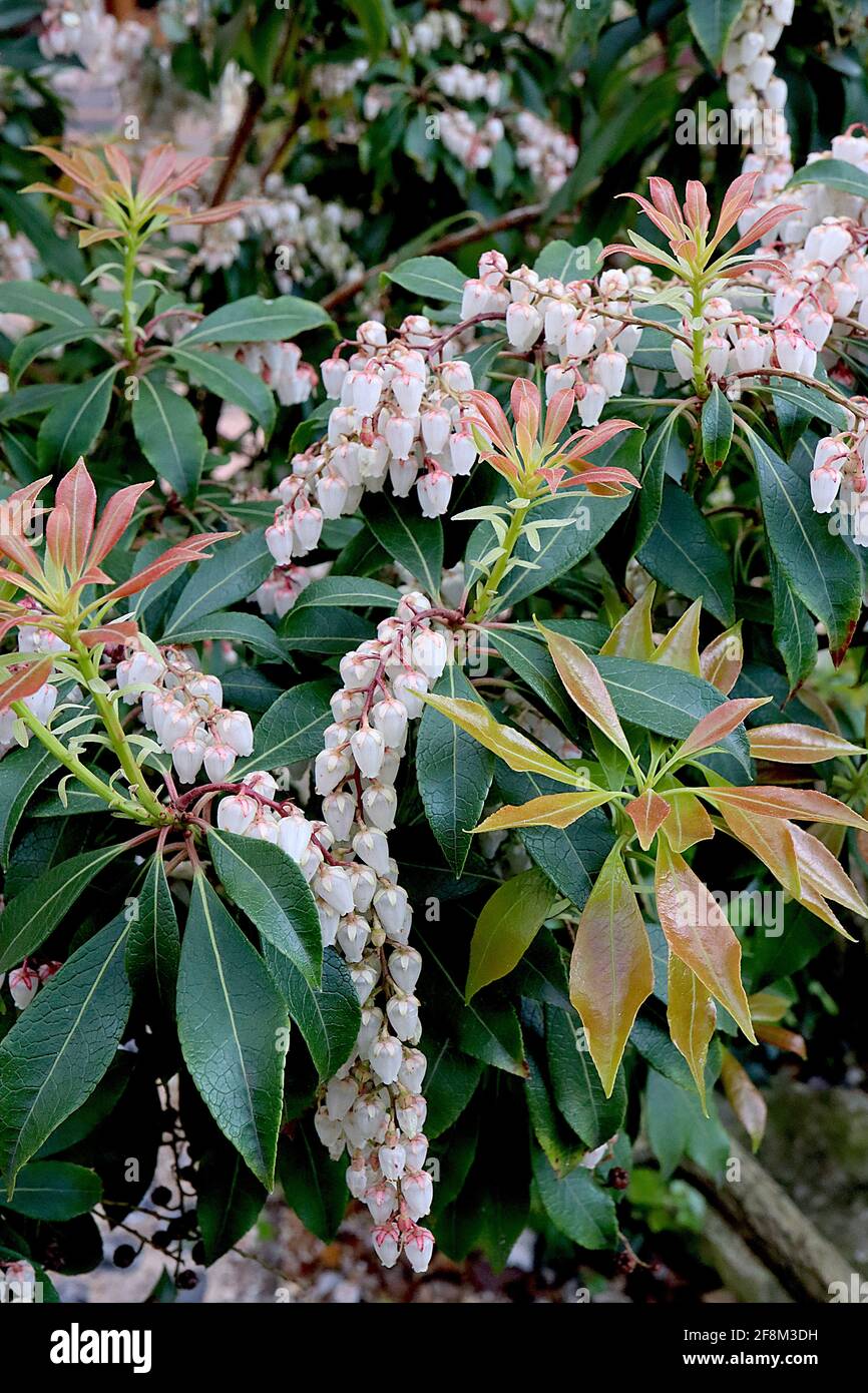 White Pieris