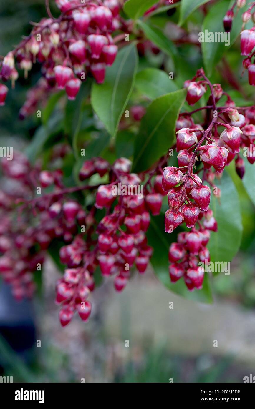 Pieris japonica ‘Passion’ Japanese Andromeda Passion – deep pink and ...