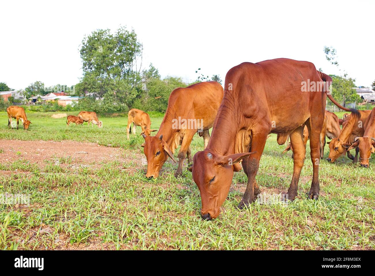 Herd of cows hi-res stock photography and images - Alamy
