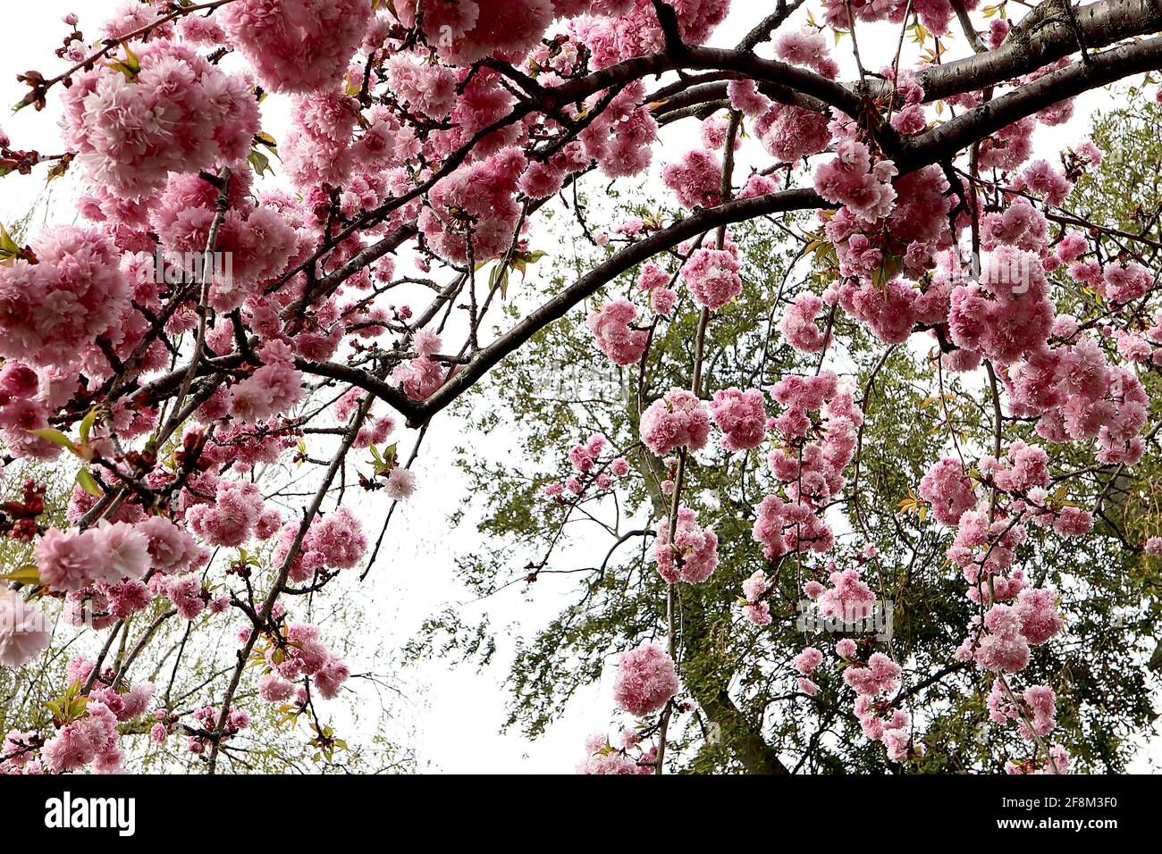 Prunus ‘Asano’ Asano cherry blossom – chrysanthemum-flowered clusters ...