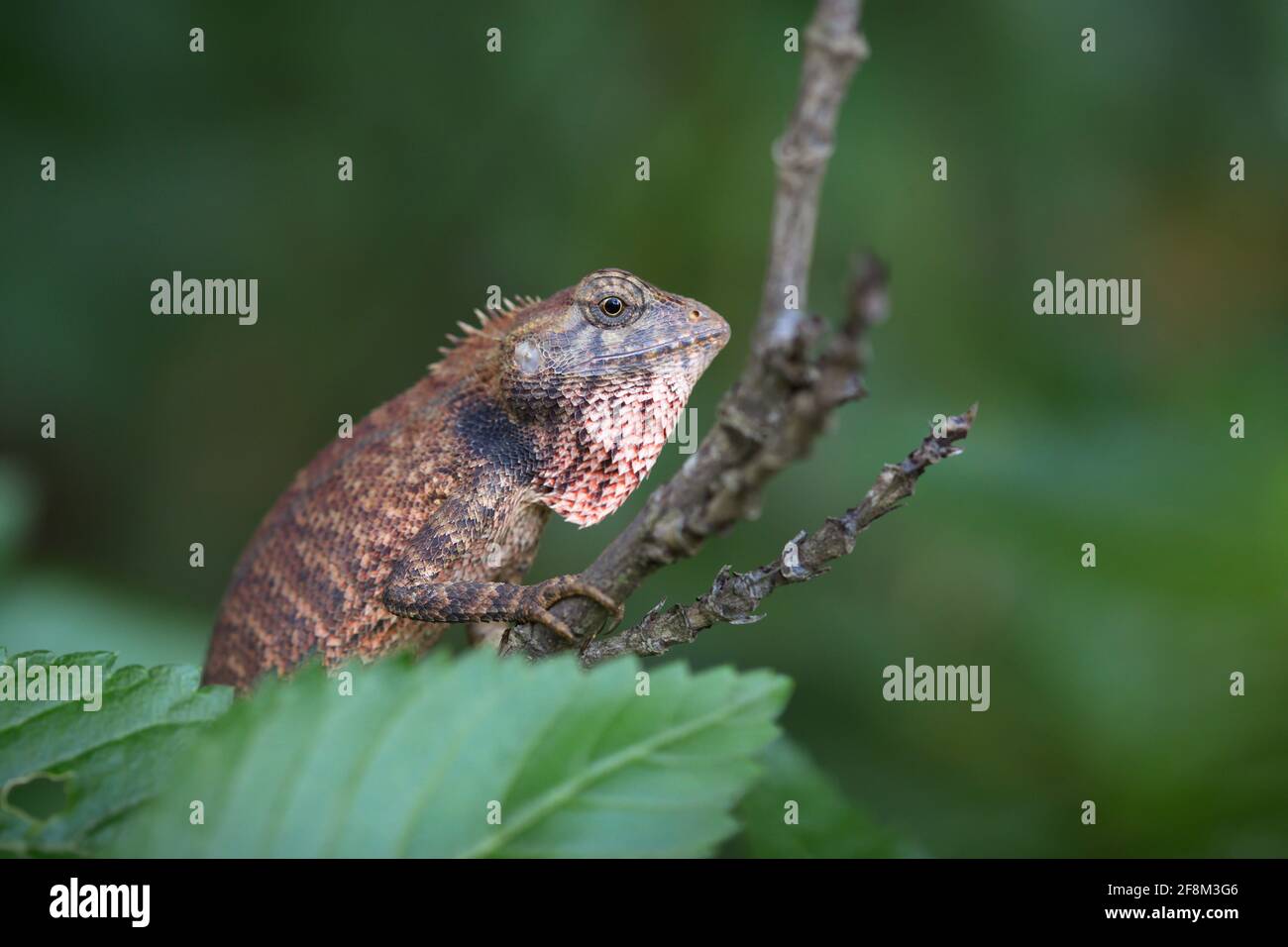Gecko on dried tree branch - Close up photo Stock Photo - Alamy