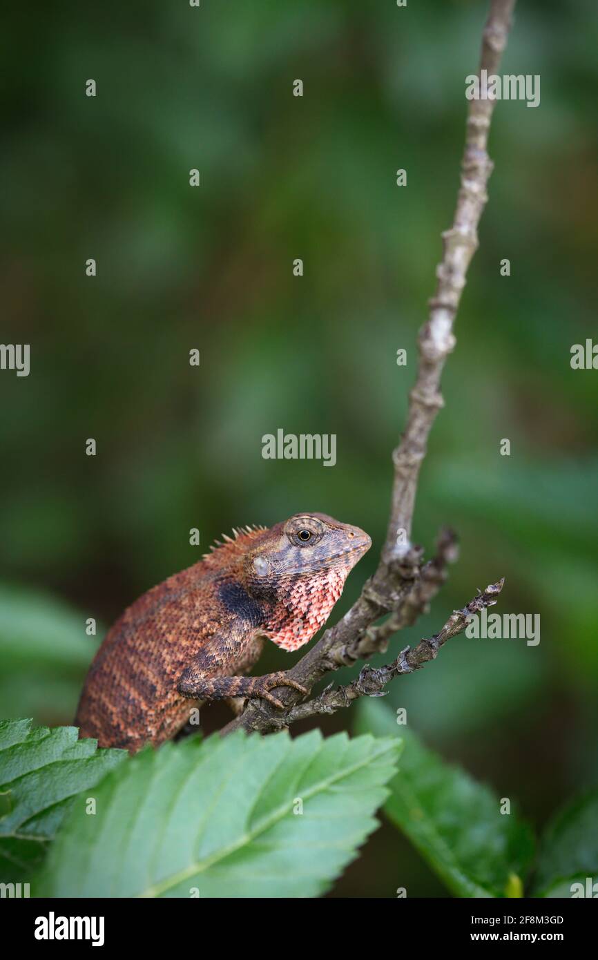 Gecko on dried tree branch - Close up photo Stock Photo - Alamy