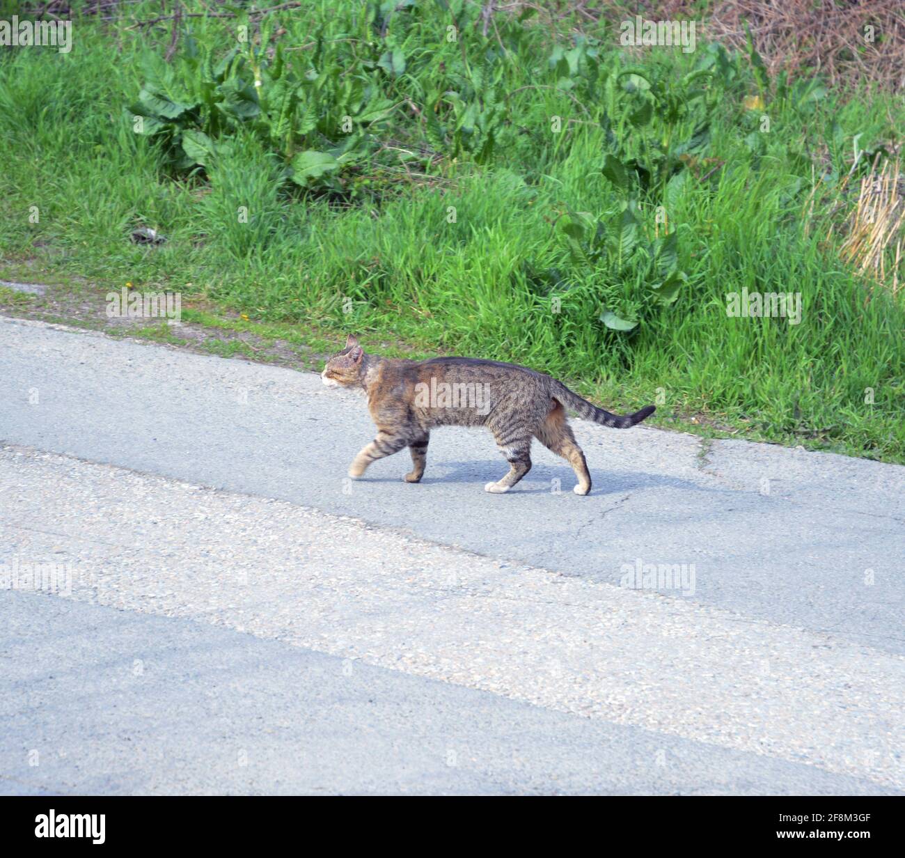 domestic cat walking on an asphalt road Stock Photo - Alamy