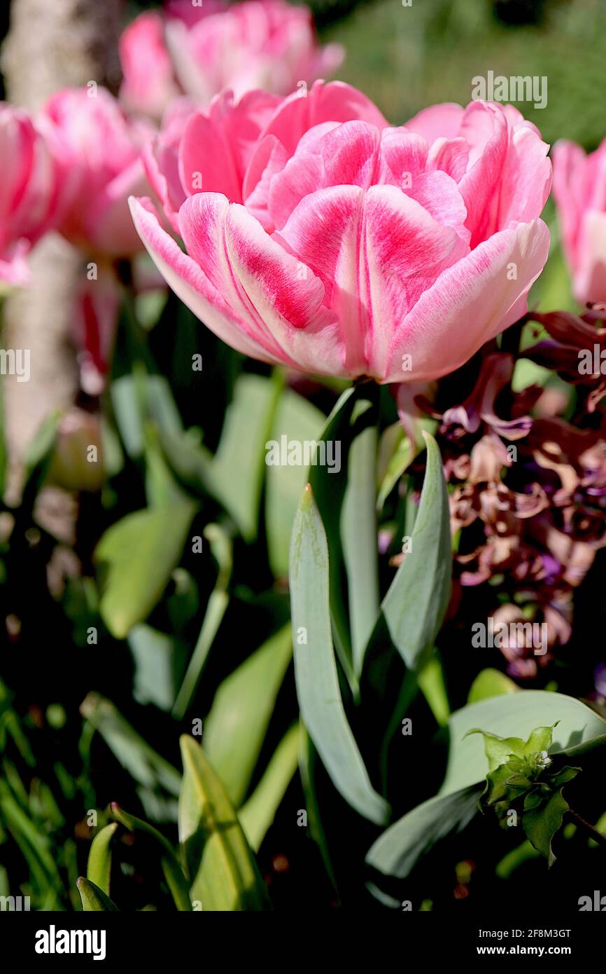 Tulipa ‘Foxtrot’ Double early 2 Foxtrot tulip – deep pink flowers ...