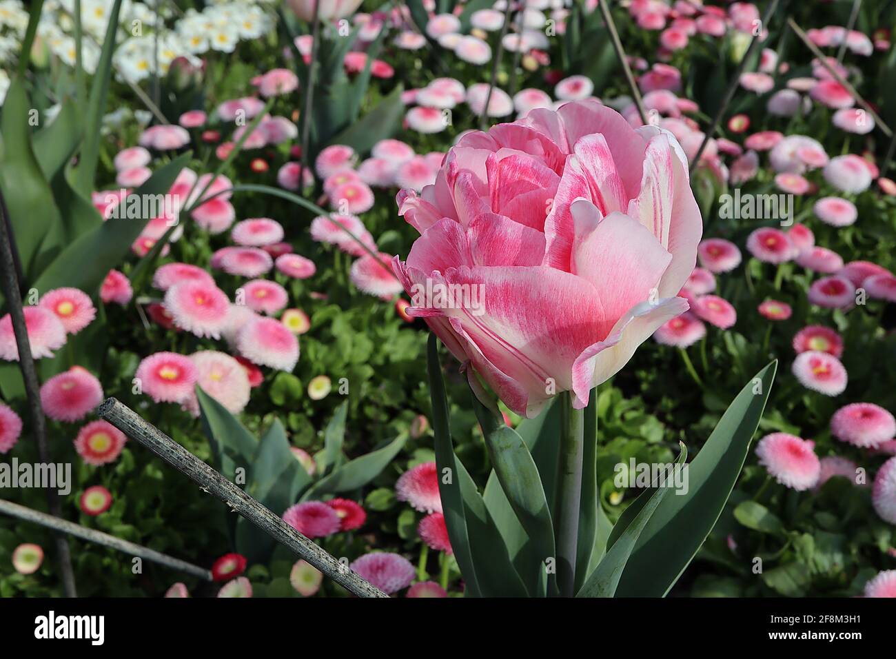 Tulipa ‘Foxtrot’ Double early 2 Foxtrot tulip – deep pink flowers ...