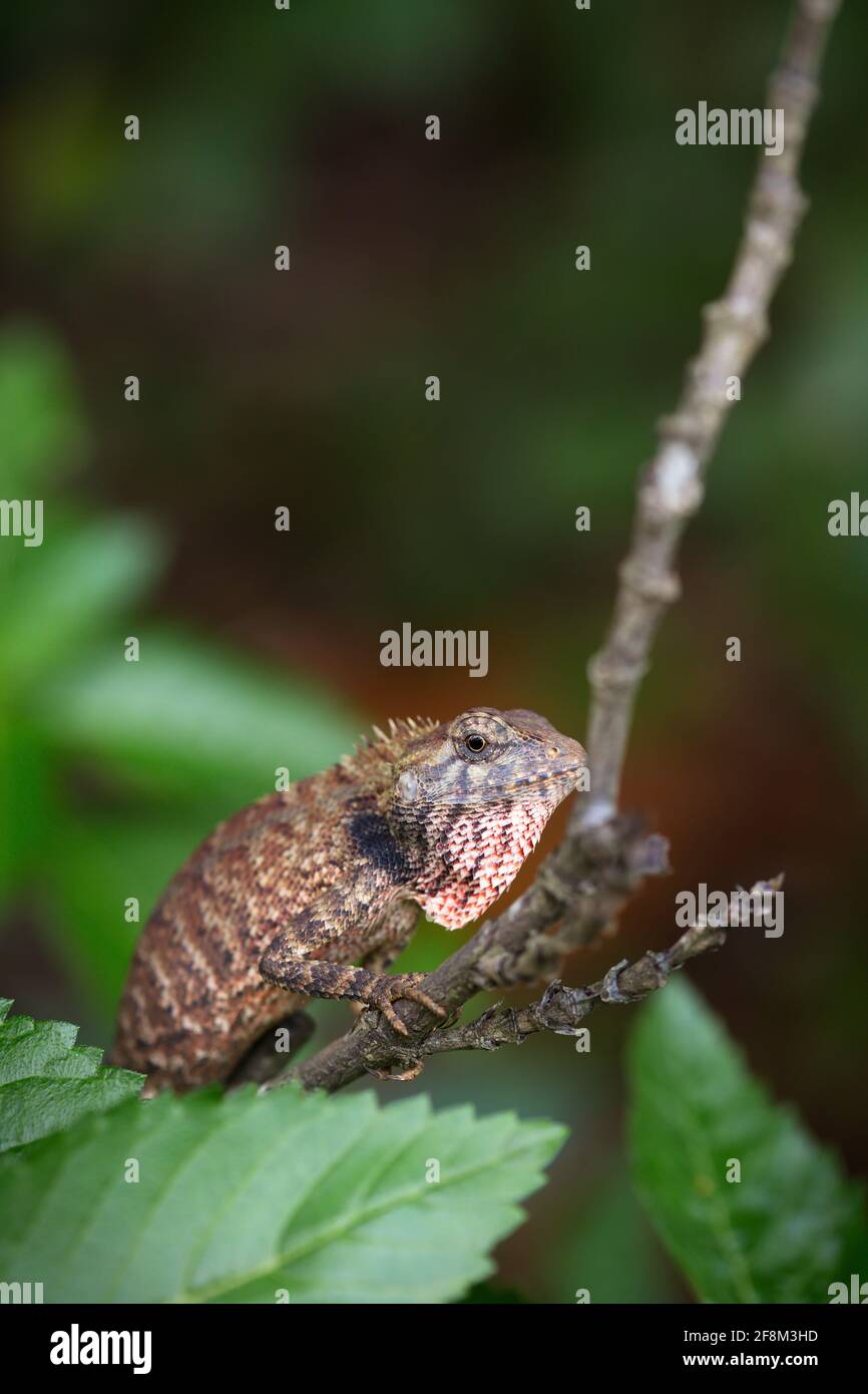 Gecko on dried tree branch - Close up photo Stock Photo - Alamy