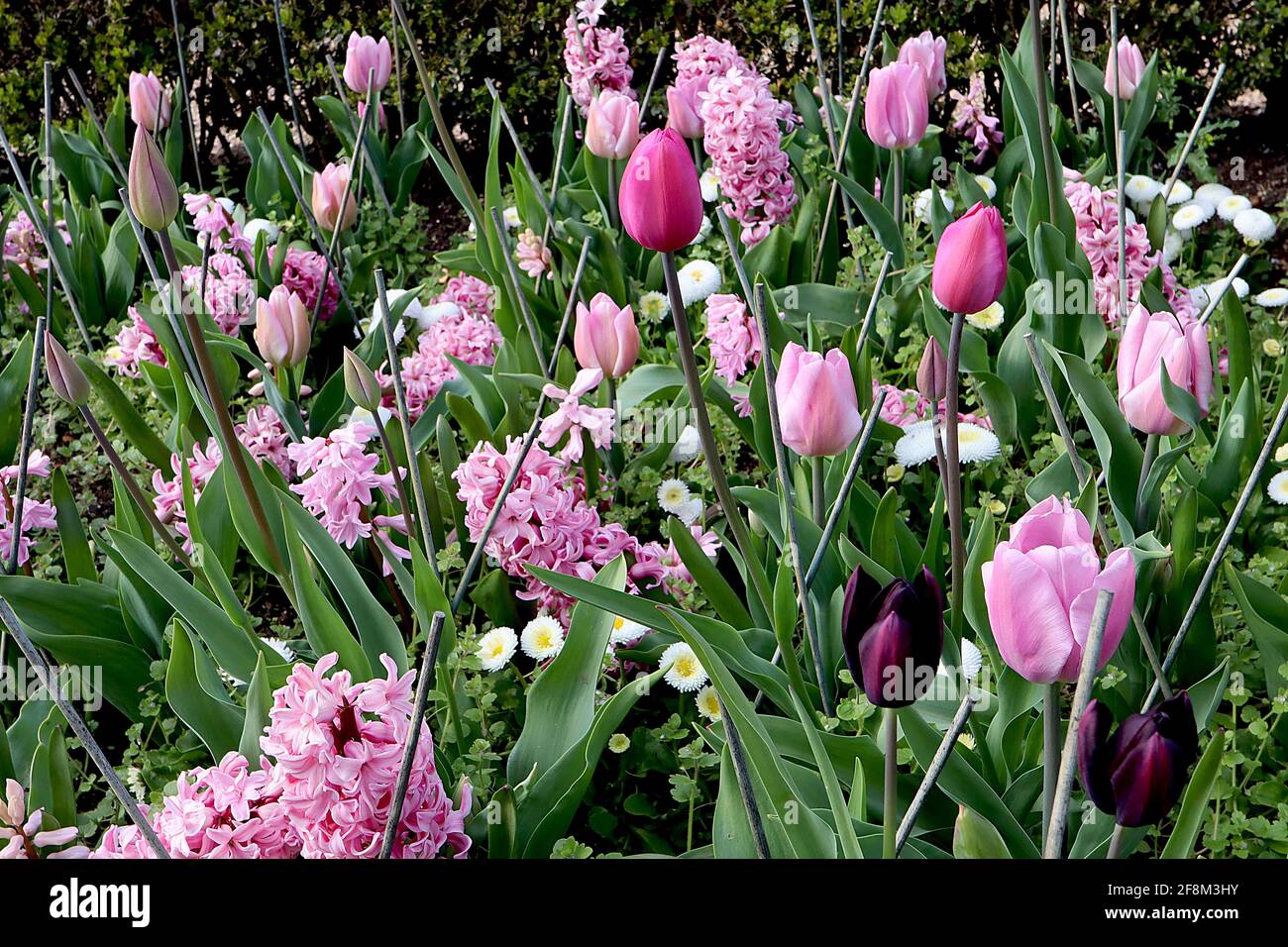 Tulipa ‘Pink Impression’ Darwin hybrid 4 Pink Impression tulip - deep ...