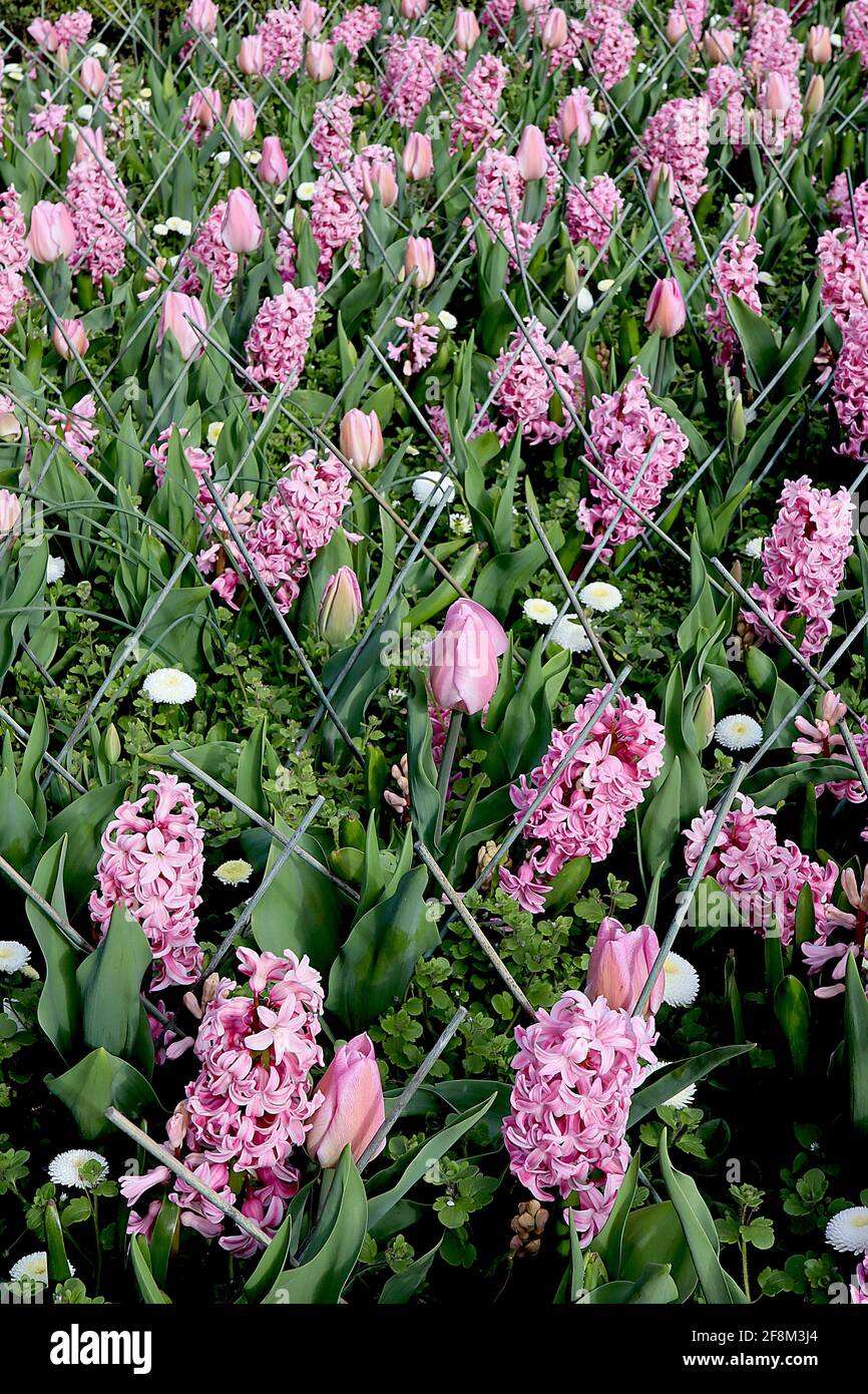 Tulip pink diamond hi-res stock photography and images - Alamy