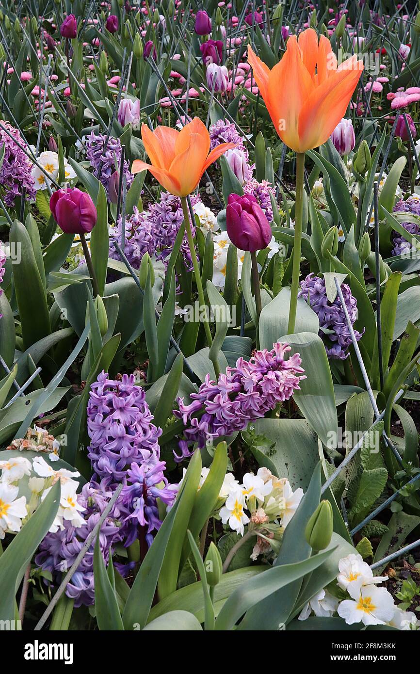 Tulipa / Tulip ‘Orange Emperor’ Tulipa / Tulip ‘Purple Prince’ April ...