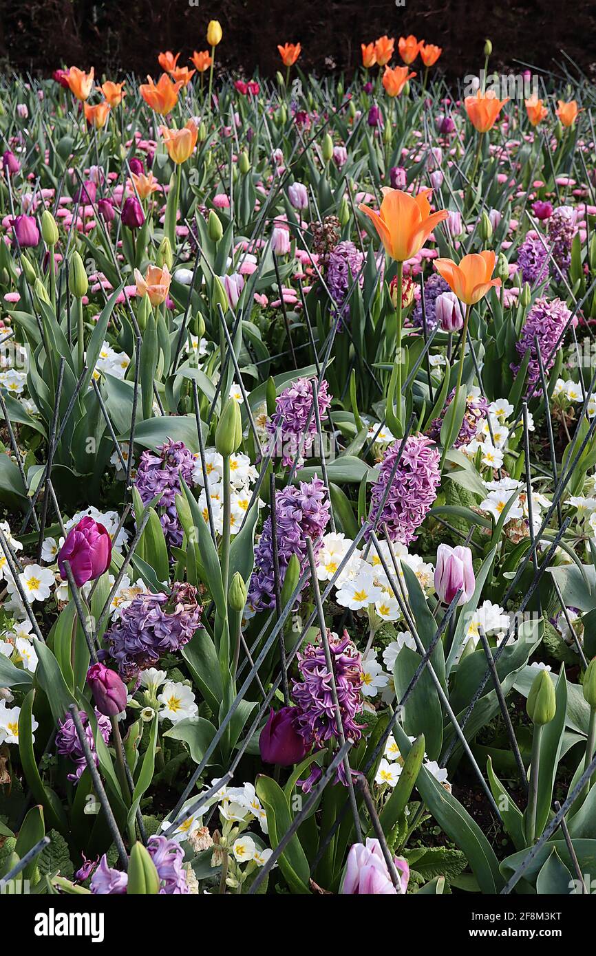 Tulipa / Tulip ‘Orange Emperor’ Tulipa / Tulip ‘Purple Prince’ April ...